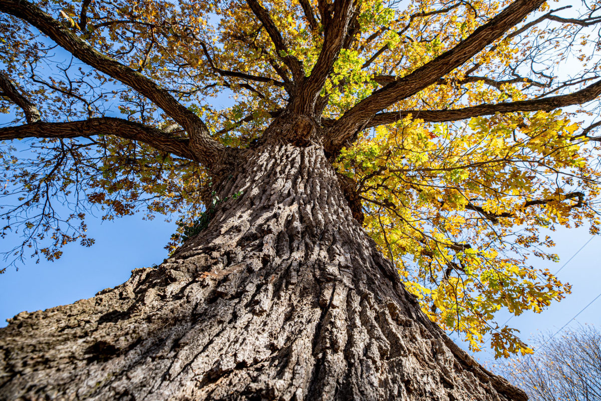 Planned Giving - Historic Cane Hill Arkansas